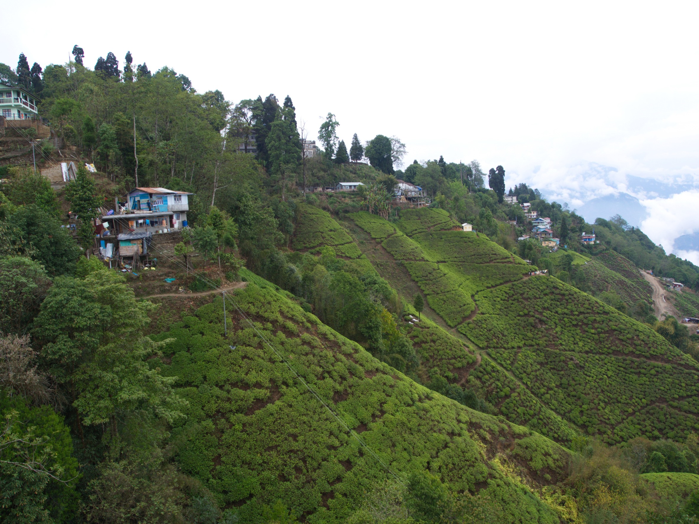 Darjeeling Tea: The Complete Guide, An Enthusiast's Journey - Tea Tips 101